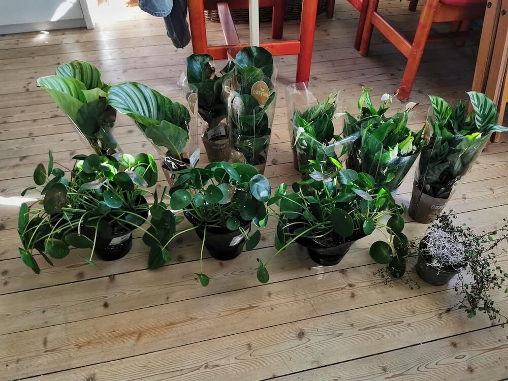 Shopper shocked after finding out what local garden store does with ...