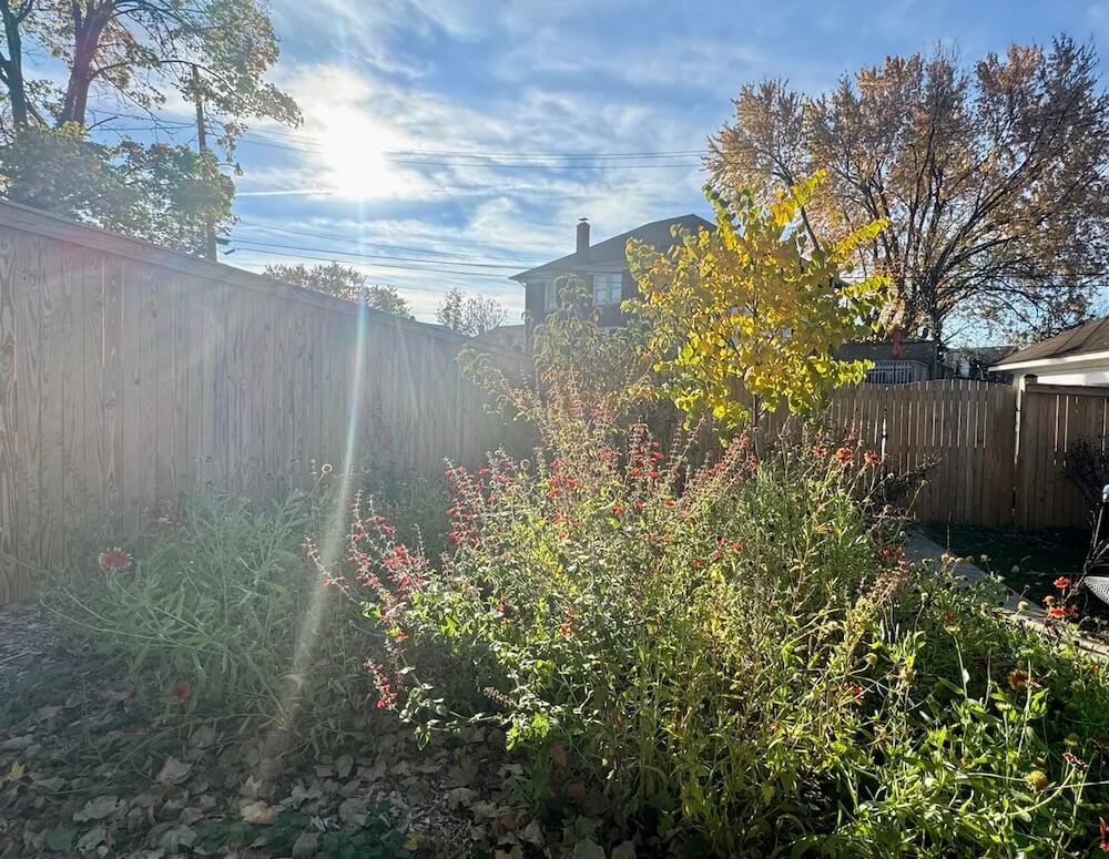 Homeowner shares photos of festive, late-blooming 'mini meadow' in ...