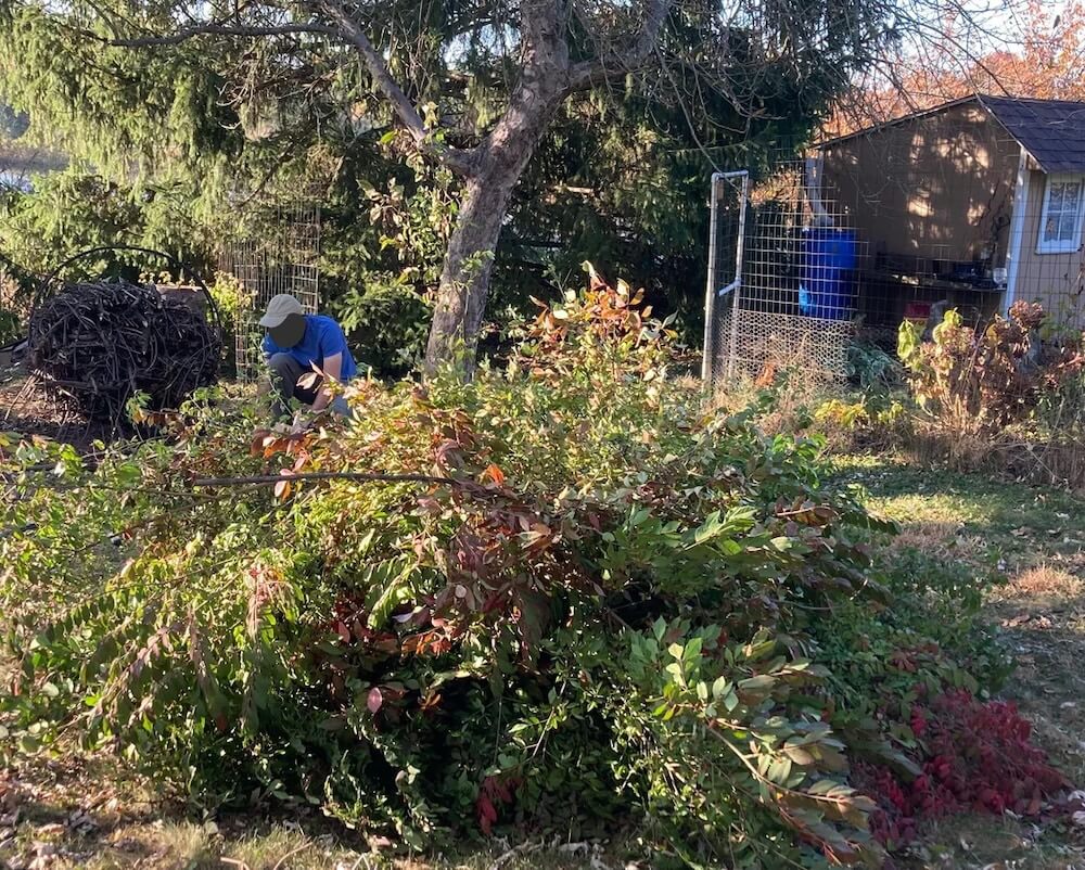 Gardener shares cautionary tale after finally conquering relentless ...