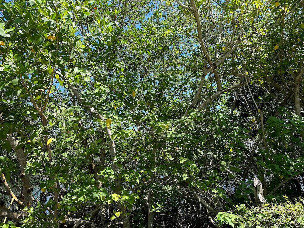 Homeowner ordered to remove invasive species they've been harboring in ...