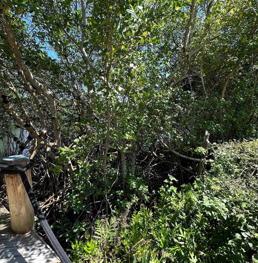 Homeowner ordered to remove invasive species they've been harboring in ...