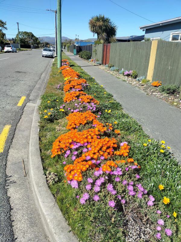 Homeowner sparks inspiration with vibrant photos of unique landscaping ...