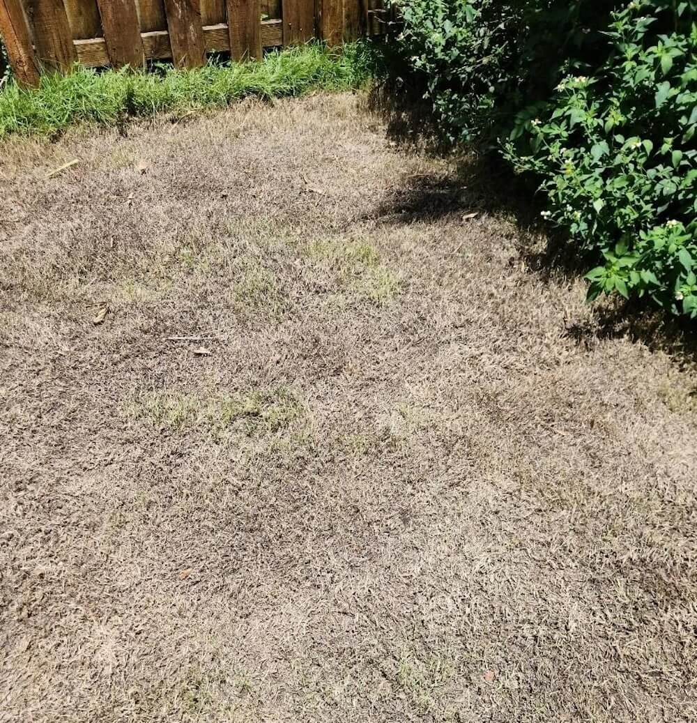 Homeowner shares disastrous aftermath of lawn care mistake: 'What are ...