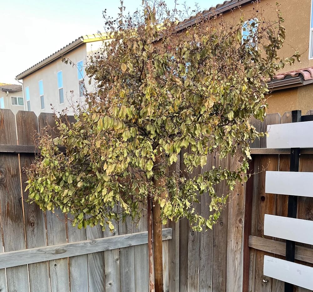 Homeowner faces backlash after following gardener's 'awful' advice for ...