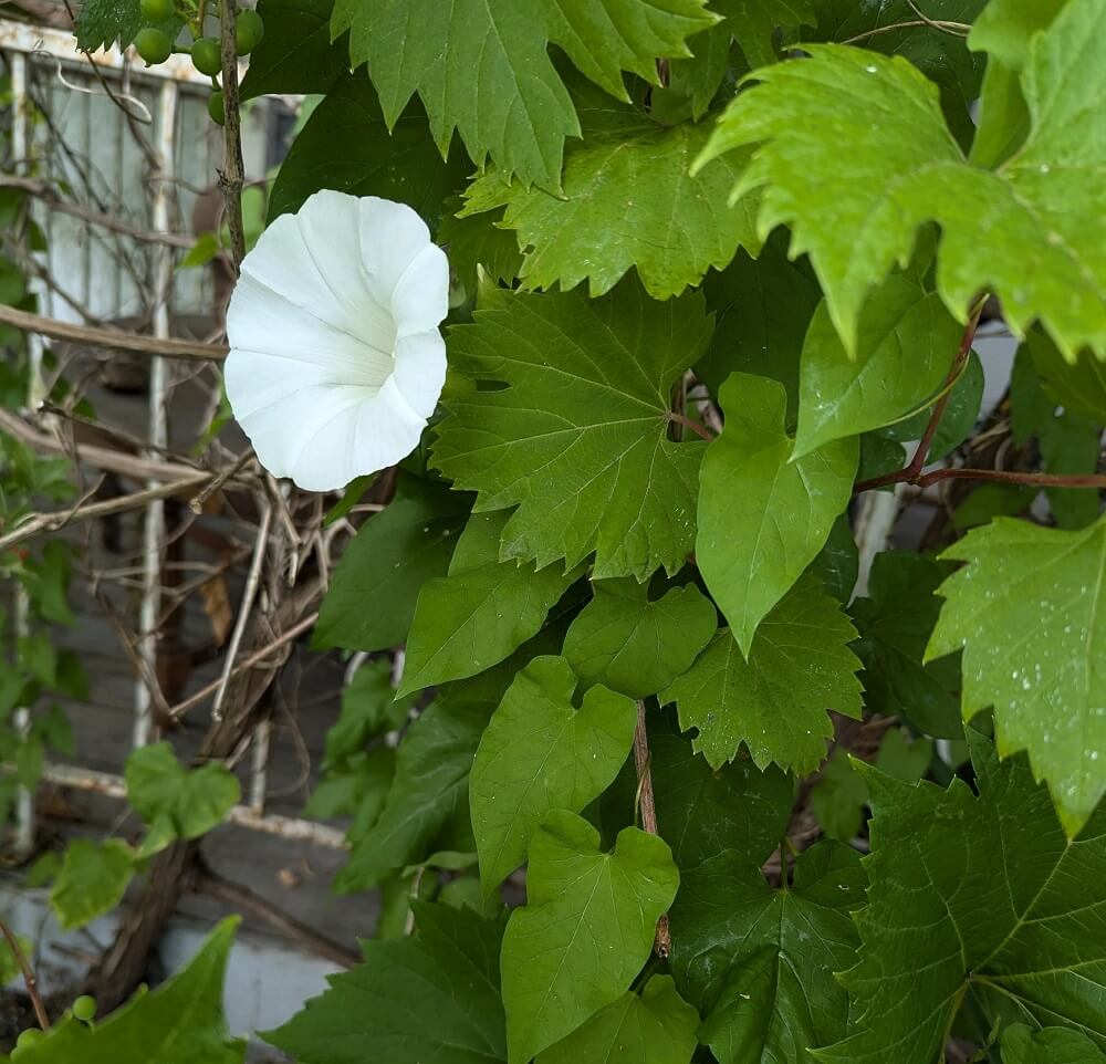 Homeowner battles mysterious plant rapidly overtaking lawn: 'You can't ...
