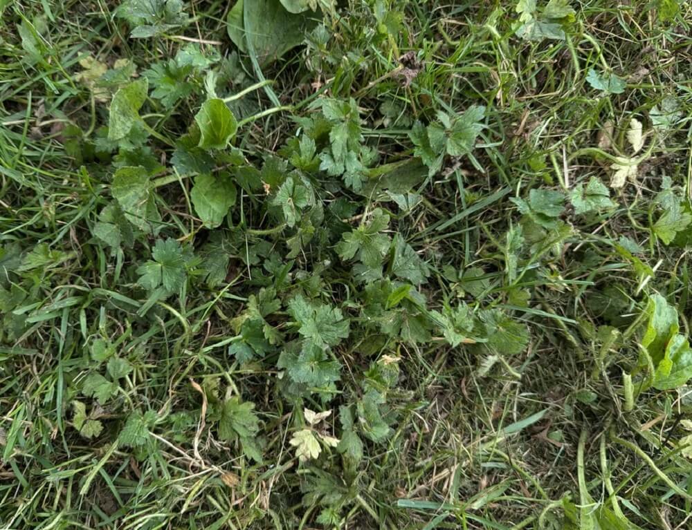 Homeowner battles mysterious plant rapidly overtaking lawn: 'You can't ...