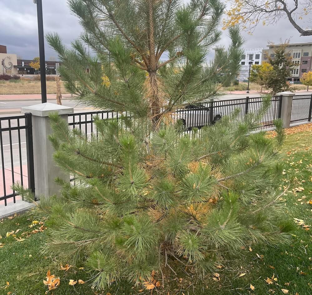 Homeowner shocked by HOA's response to alarming landscaping practice ...