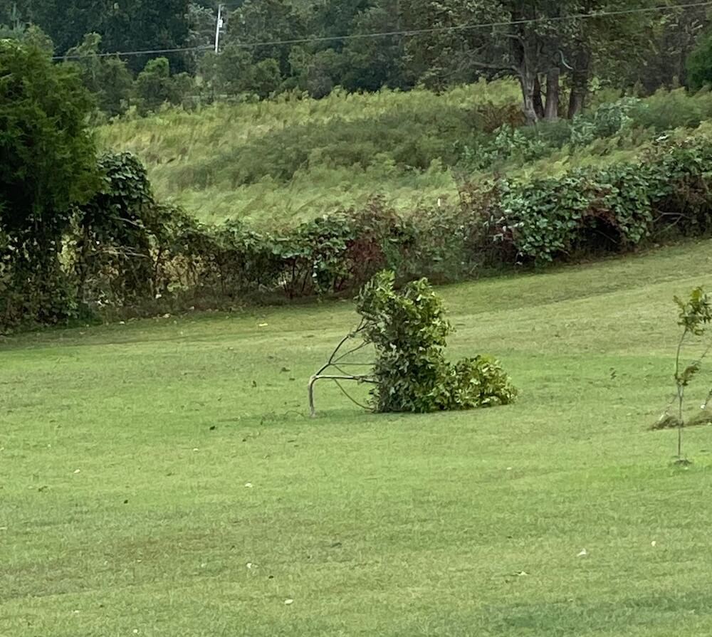 Homeowner in distress shares image of their crumbling landscaping: 'Is ...