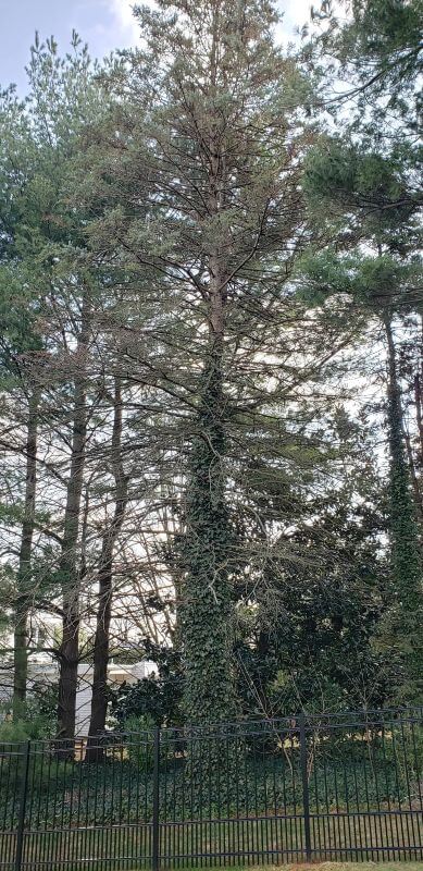 Homeowner warned to correct landscaping blunder before it's too late ...