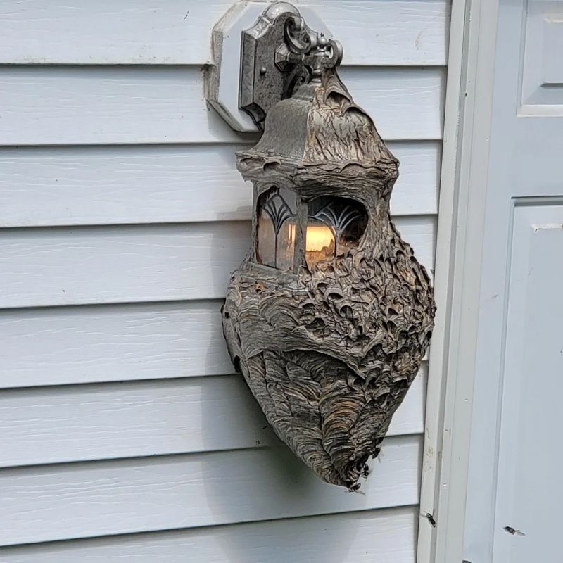Homeowner amazed by fascinating natural phenomenon on their porch: 'It ...