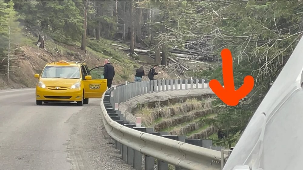 Taxi driver sparks outrage after helping tourists get dangerously close ...