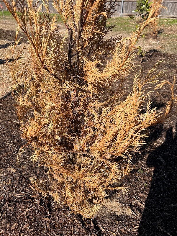 Gardener shares heartbreaking pictures of struggling yard ...