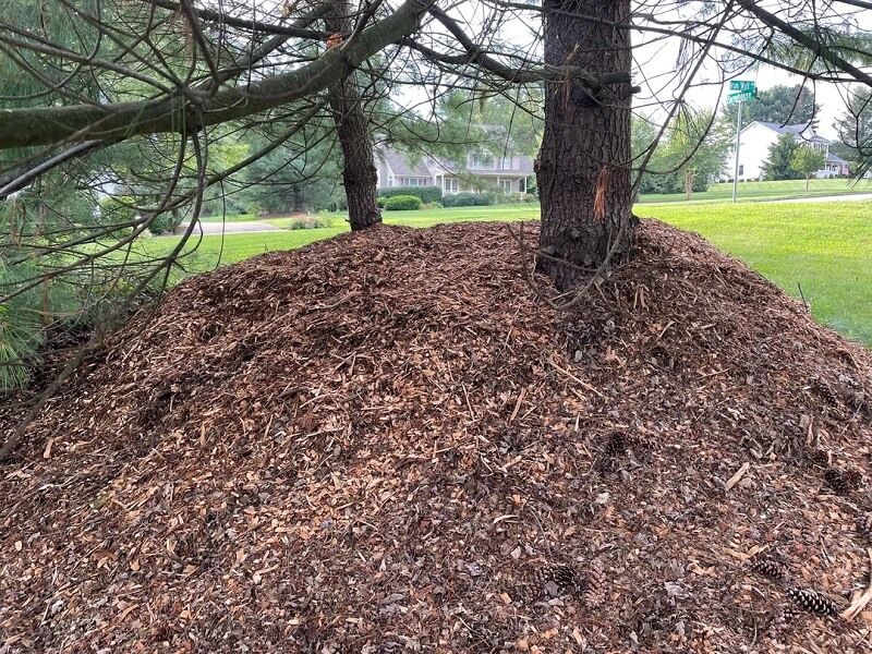 Homeowner returns to find troubling surprise from landscaper: 'He is ...