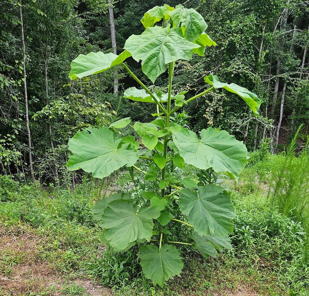 Disturbed gardener warned after finding 'giant thing' growing in yard ...