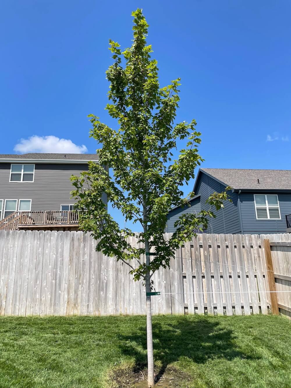 Gardener regrets major landscaping error after noticing damage: ‘[This ...