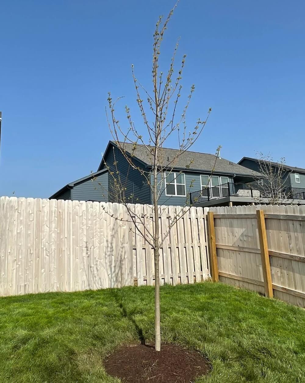 Gardener regrets major landscaping error after noticing damage: ‘[This ...