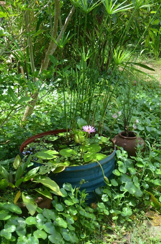 Gardener shows off backyard oasis with surreal water feature: 'This is ...
