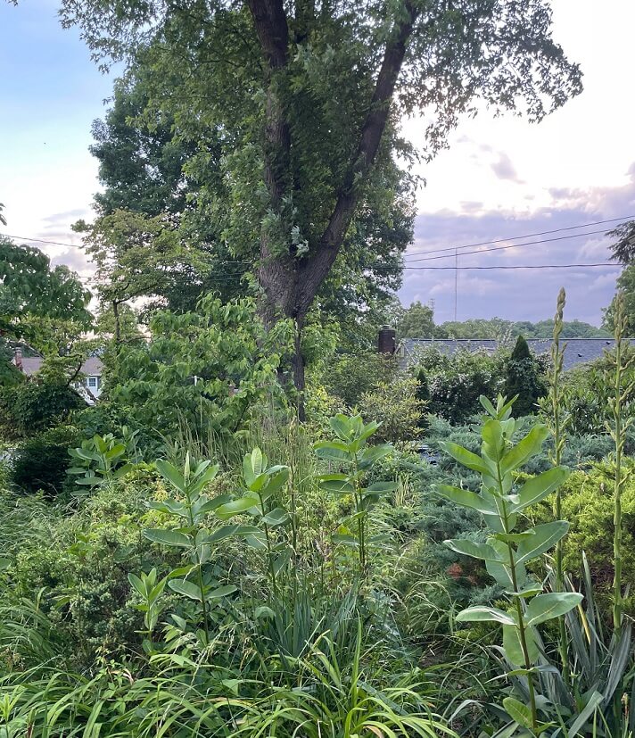 Gardener celebrates dad's remarkable transformation of outdated '90s ...