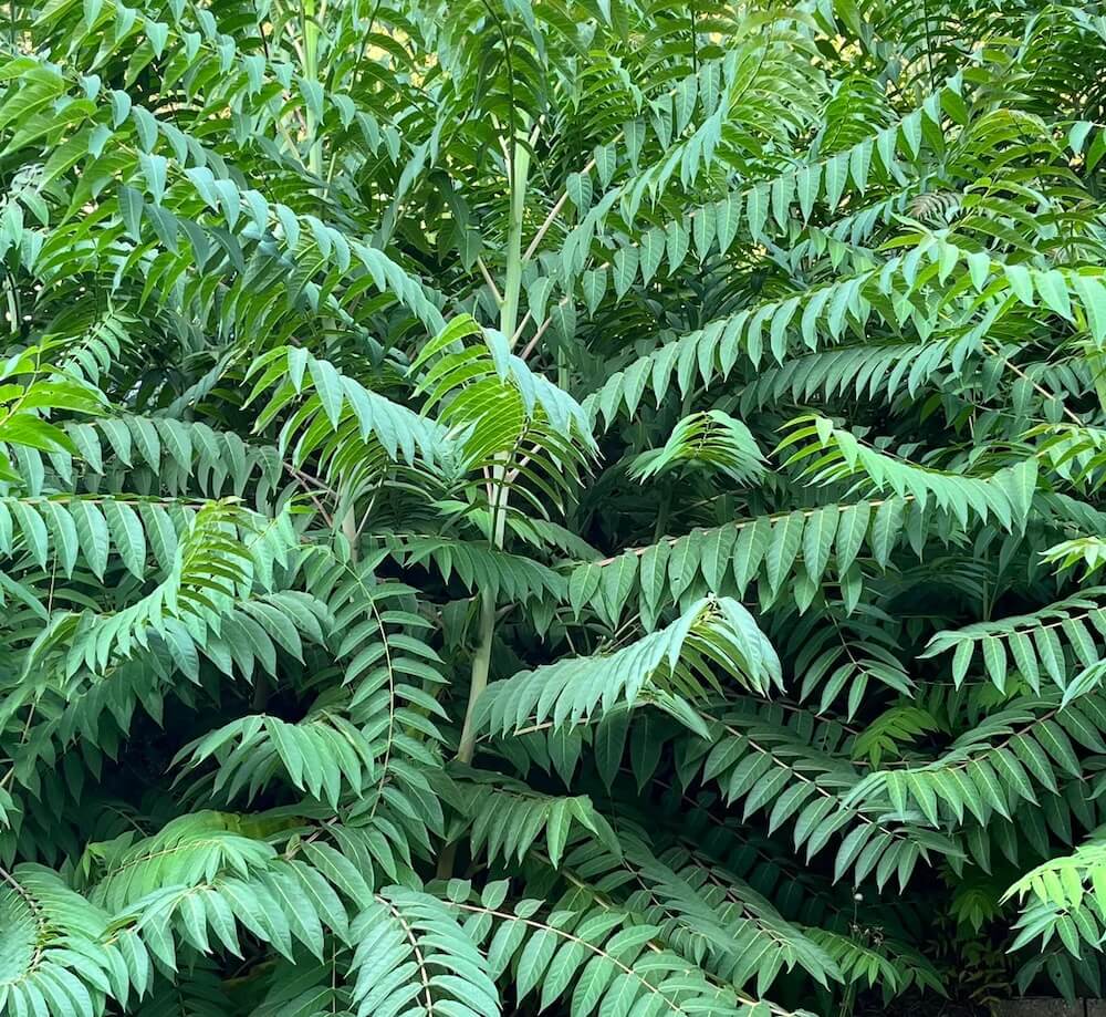Gardener urges neighbors to think twice before adding popular plant to ...