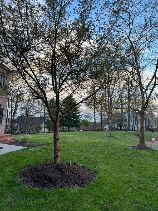 Homeowner warned after sharing photo of problematic landscaping ...