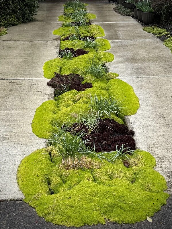 Passerby sparks awe with stunning photo of unusual driveway: 'Looks ...