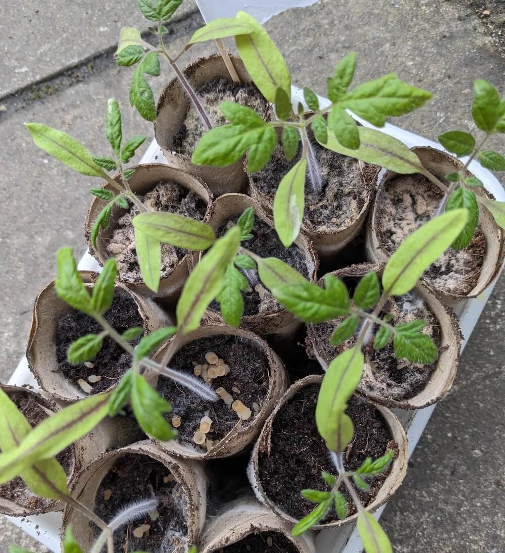Gardener grows concerned after attempting to reuse old toilet paper ...