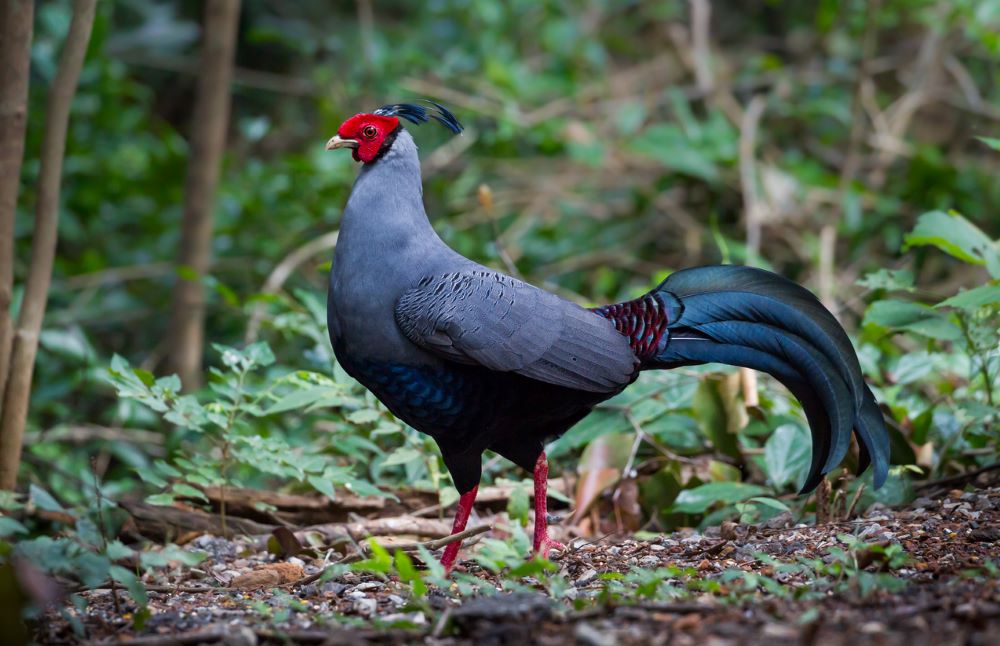 Onlookers stunned as iconic 'fireback' bird makes appearance at popular ...