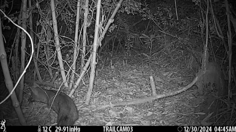 Trail camera captures rare footage of elusive creature named after ...