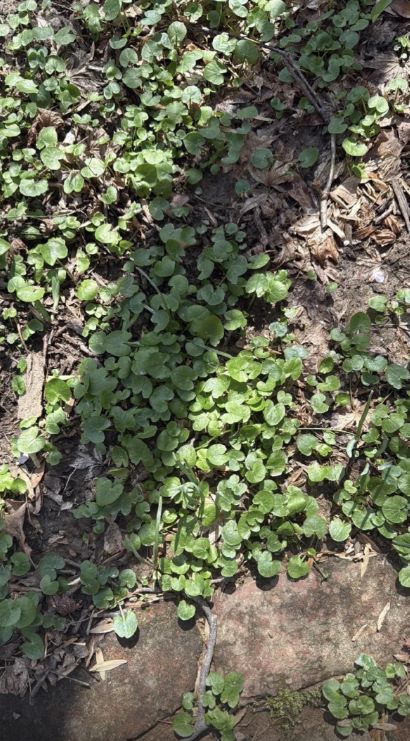Homeowners issue warning about dangers of popular yard plant: 'Truly it ...