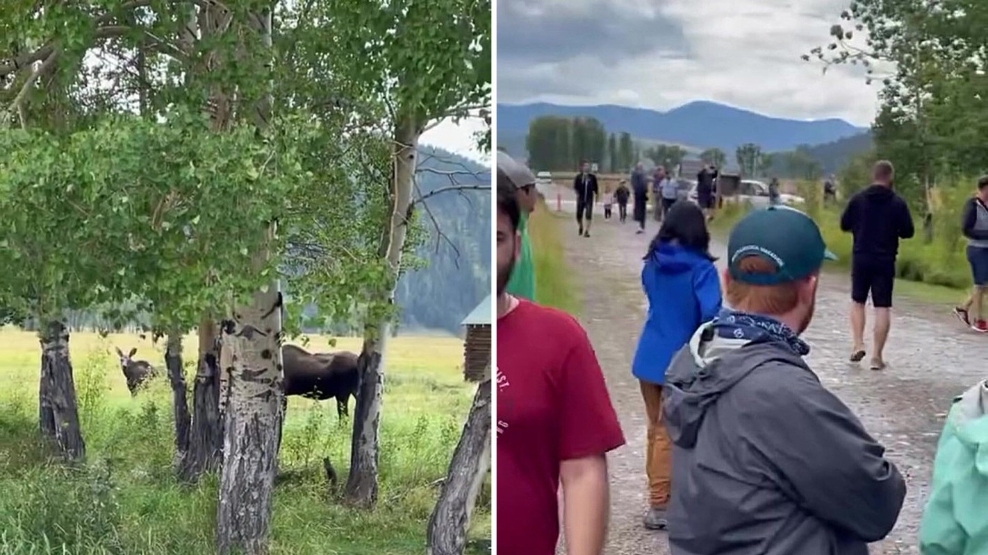 Onlooker captures footage of reckless tourists getting dangerously close to massive wild animals ...