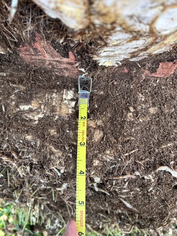 Gardener shares stunning photos of gargantuan effort to save oak tree ...