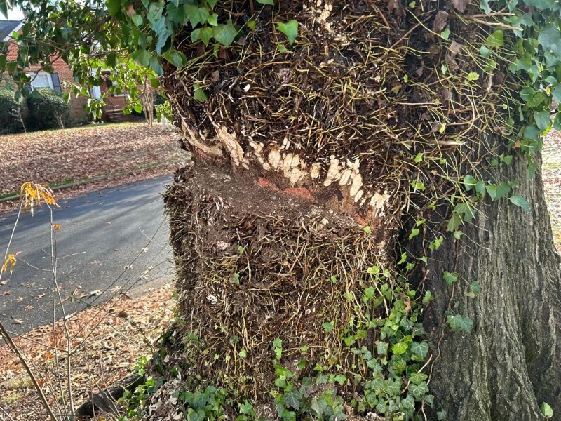Gardener shares stunning photos of gargantuan effort to save oak tree ...