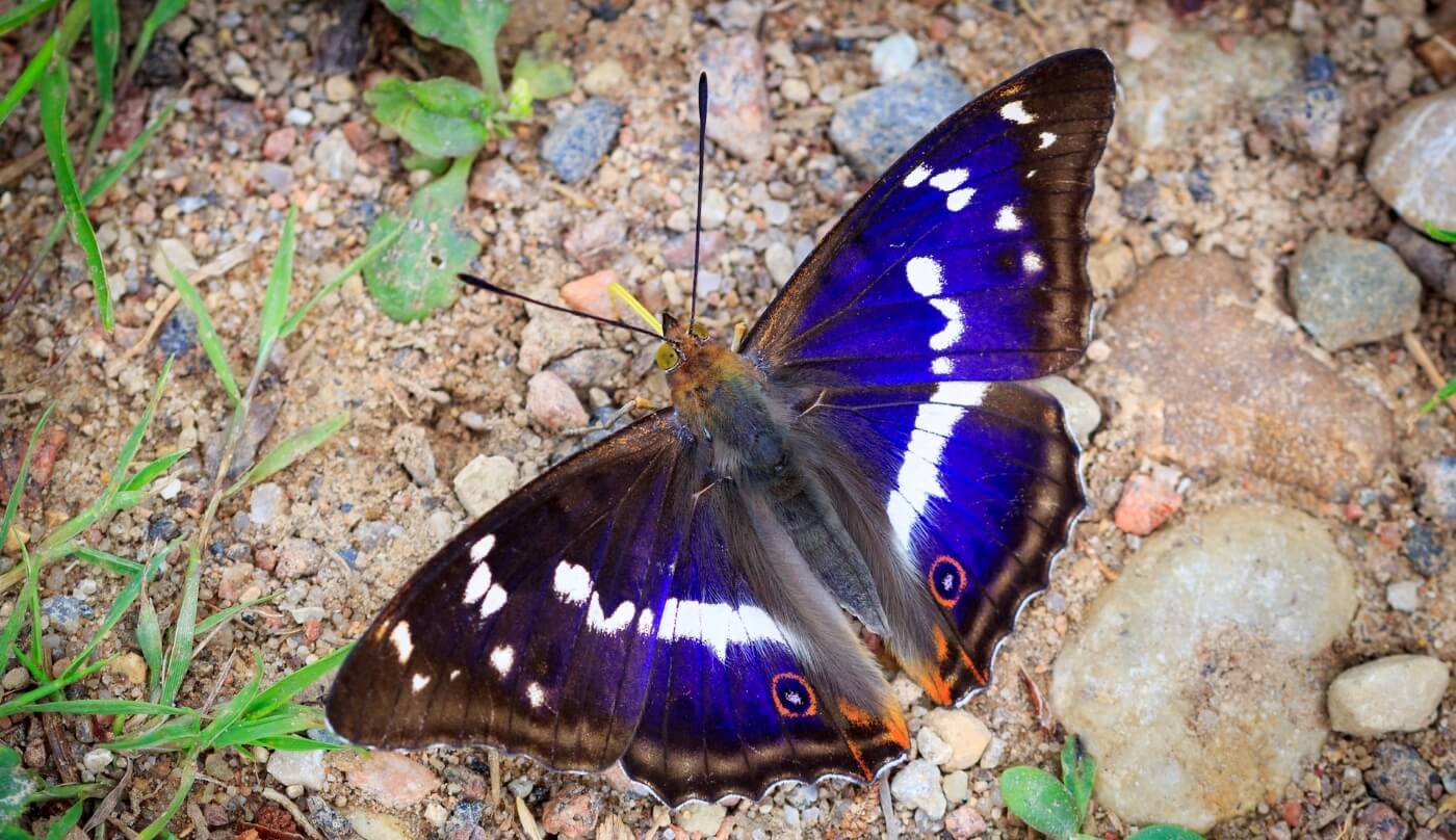 Experts stunned after record-breaking surge in rare butterfly sightings ...