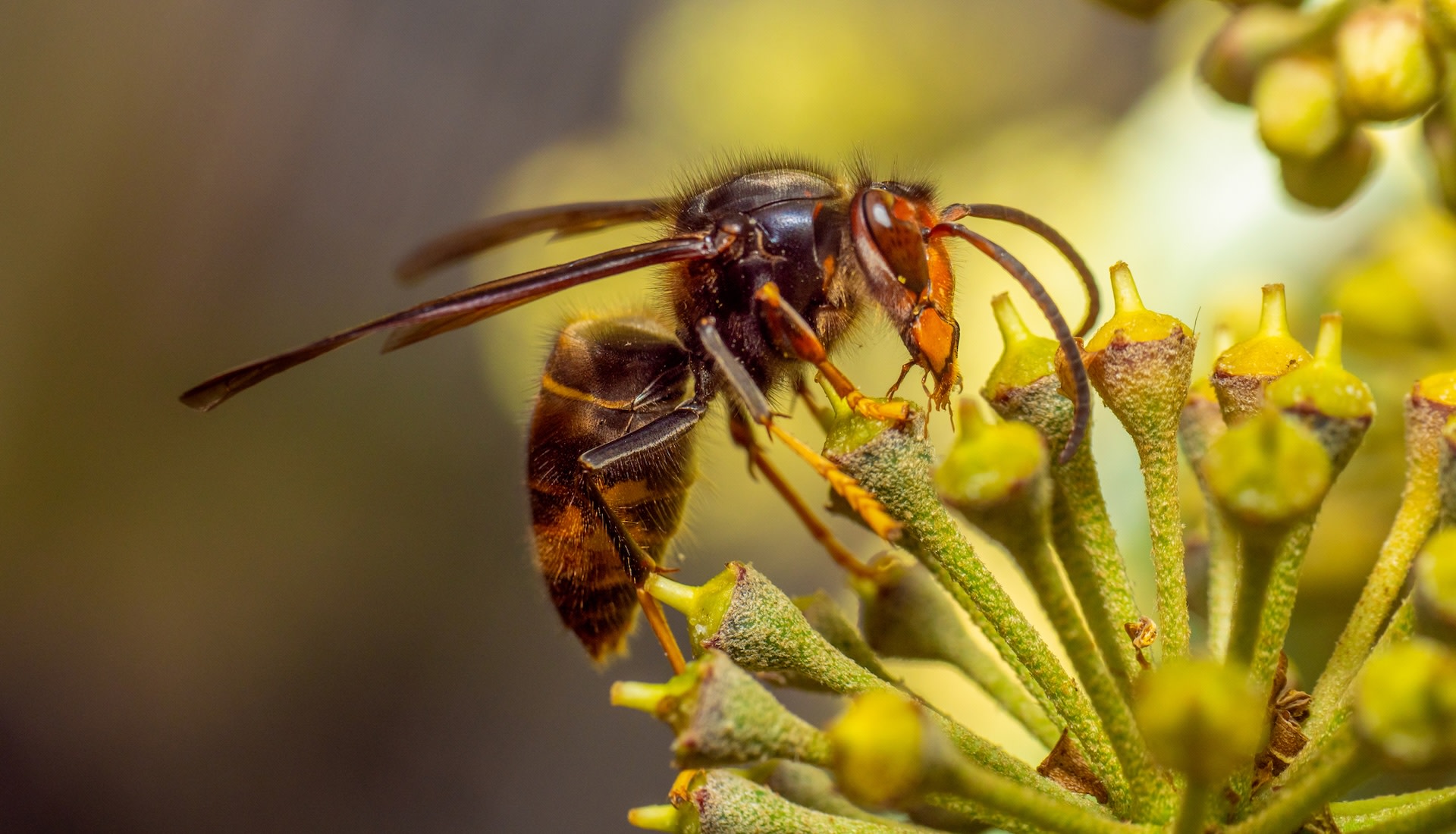 Scientists make game-changing discovery in fight against harmful hornet ...