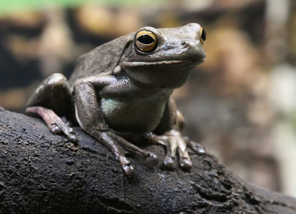 Researchers stunned by behavior of captive-bred frogs after releasing ...