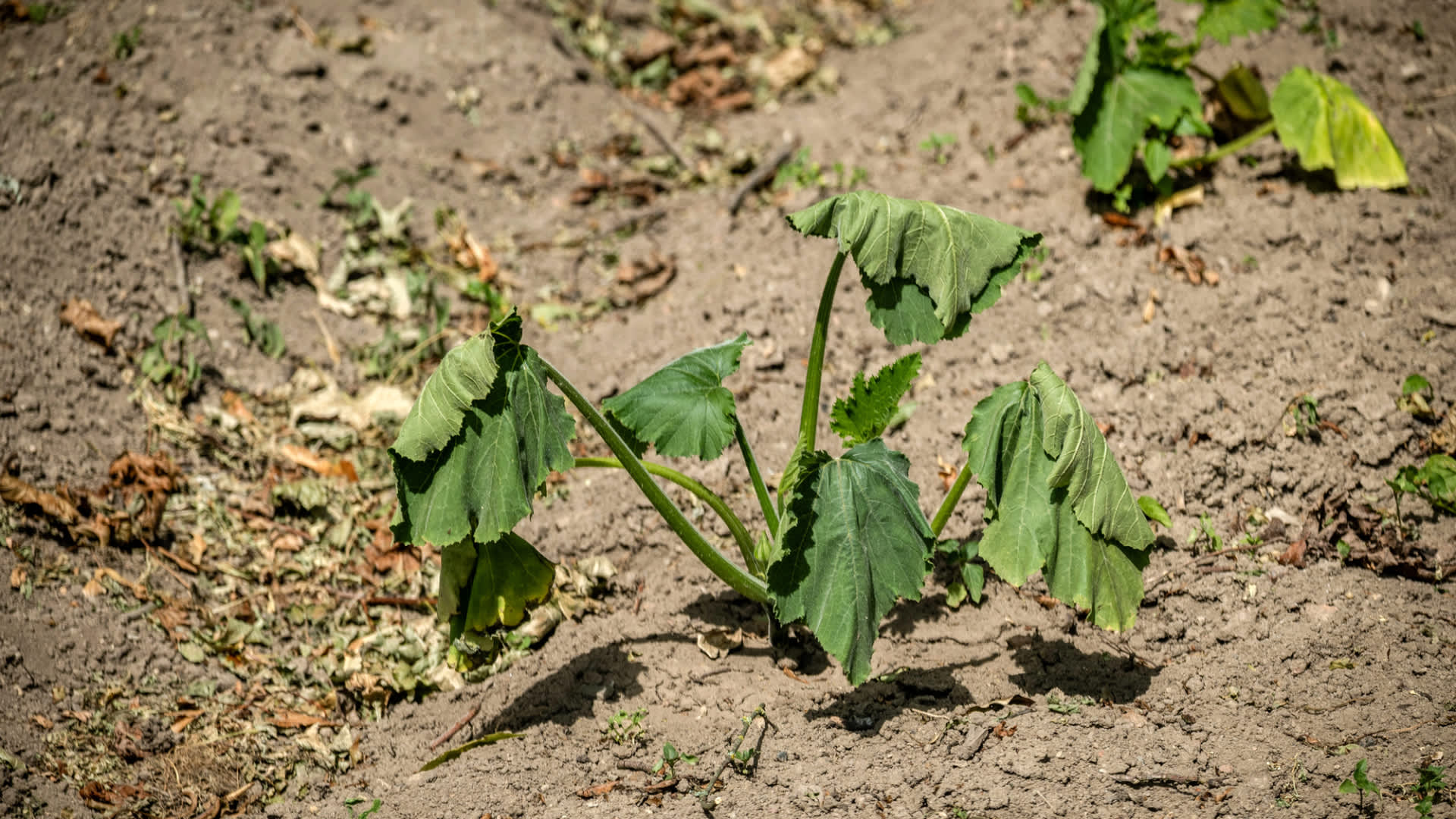 Farmers suffer through 'worst year' of devastating conditions: 'People ...