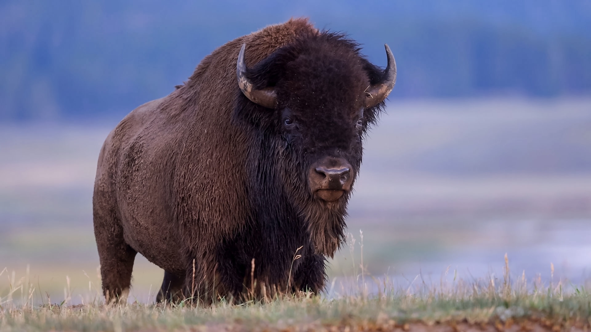 Scary video shows tourists walking right into path of angry bison: 'You ...