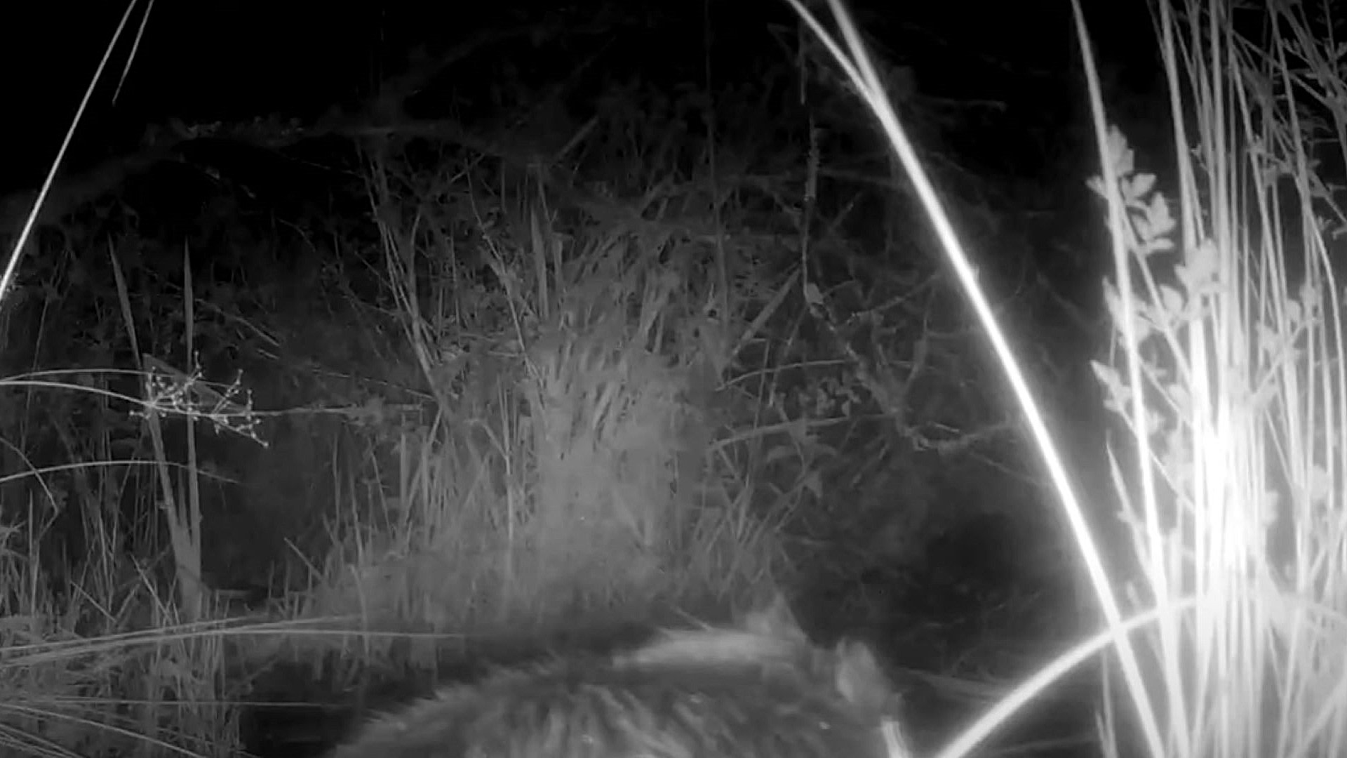 Experts thrilled as trail camera captures stunning footage of creature ...
