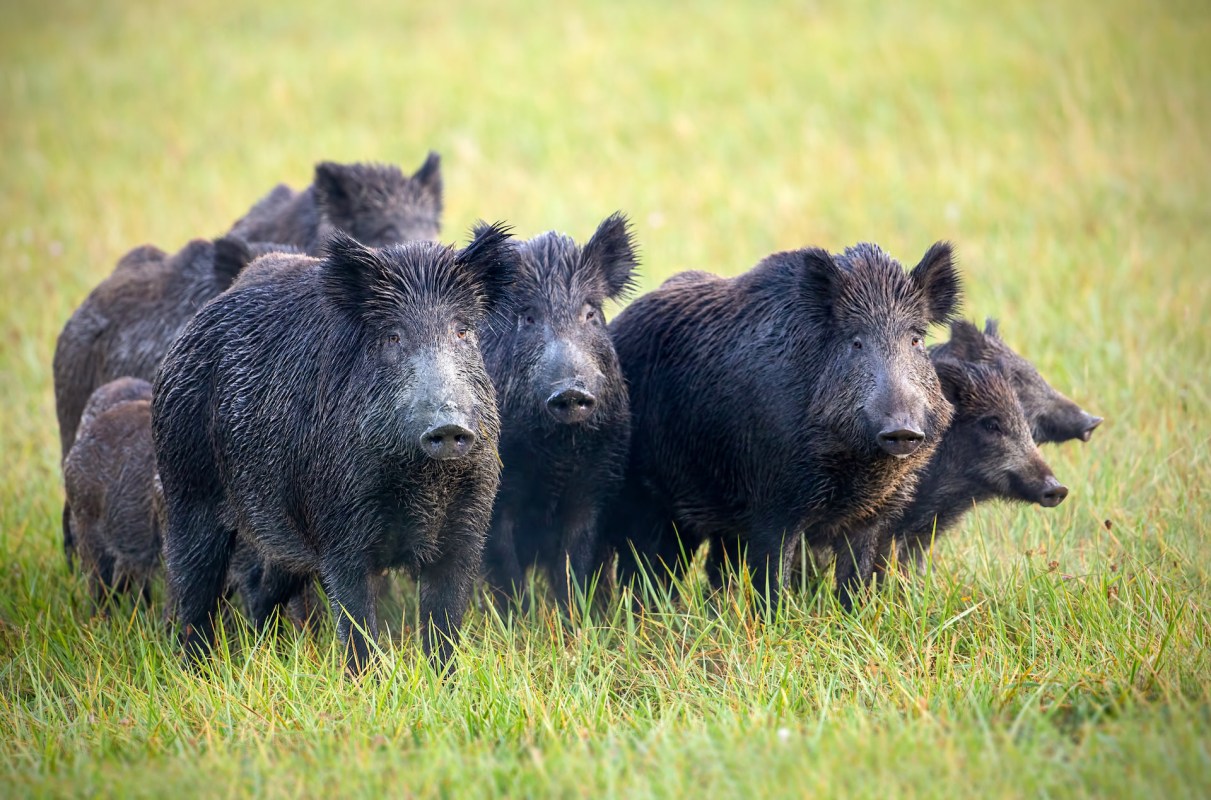 Hunter discovers wild pigs turning neon blue: 'Use caution when ...