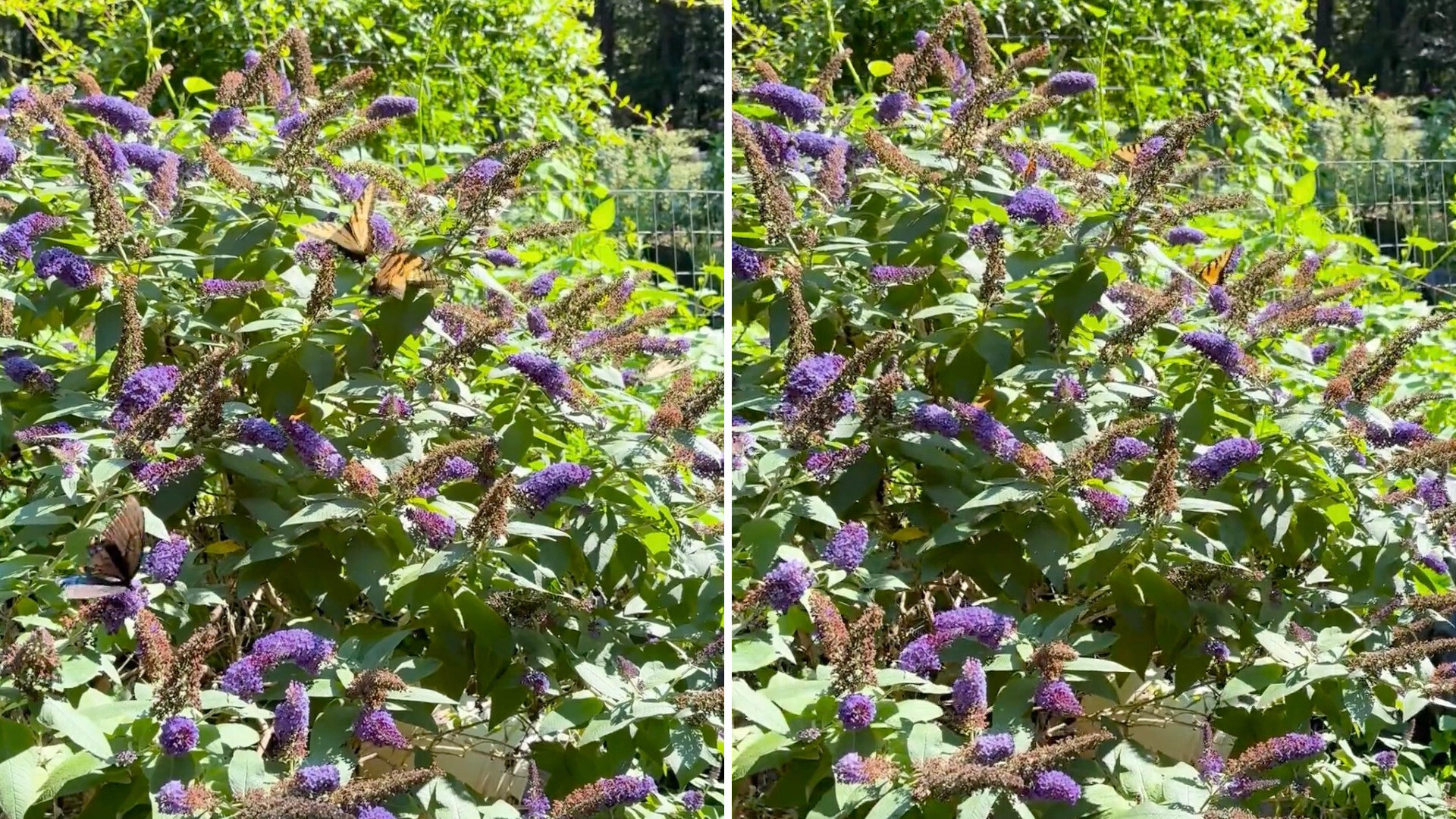 Gardener sparks backlash after sharing video of swarm around ...