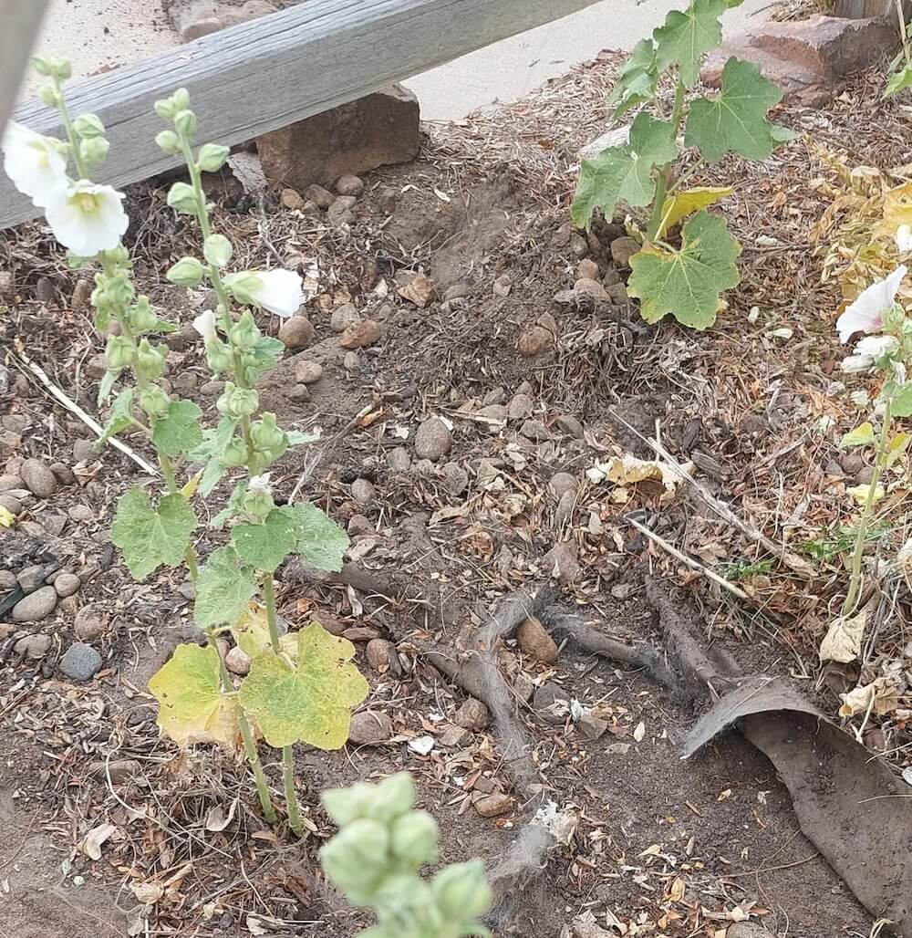 Homeowner issues urgent warning after making disturbing discovery while ...