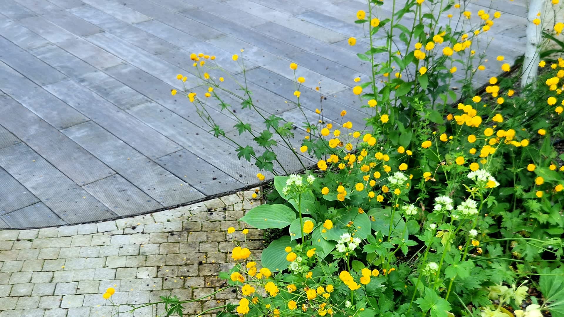 Proud homeowner shares beautiful photos of yard transformation after 3 ...