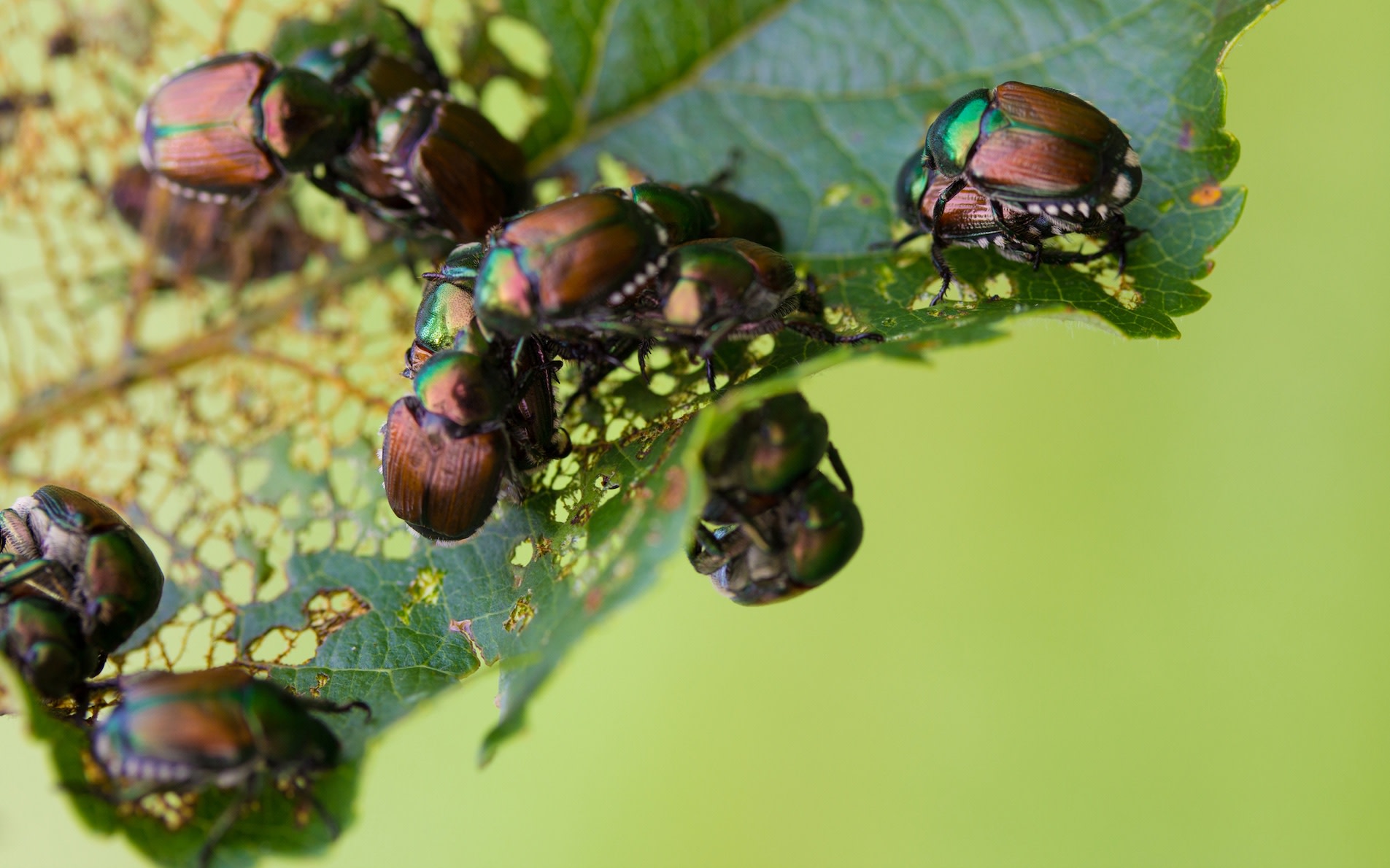 Officials issue warning after harmful insect escapes containment zone ...