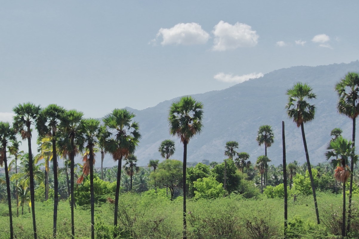 Officials celebrate ambitious return of apex predator to the wild: 'A ...