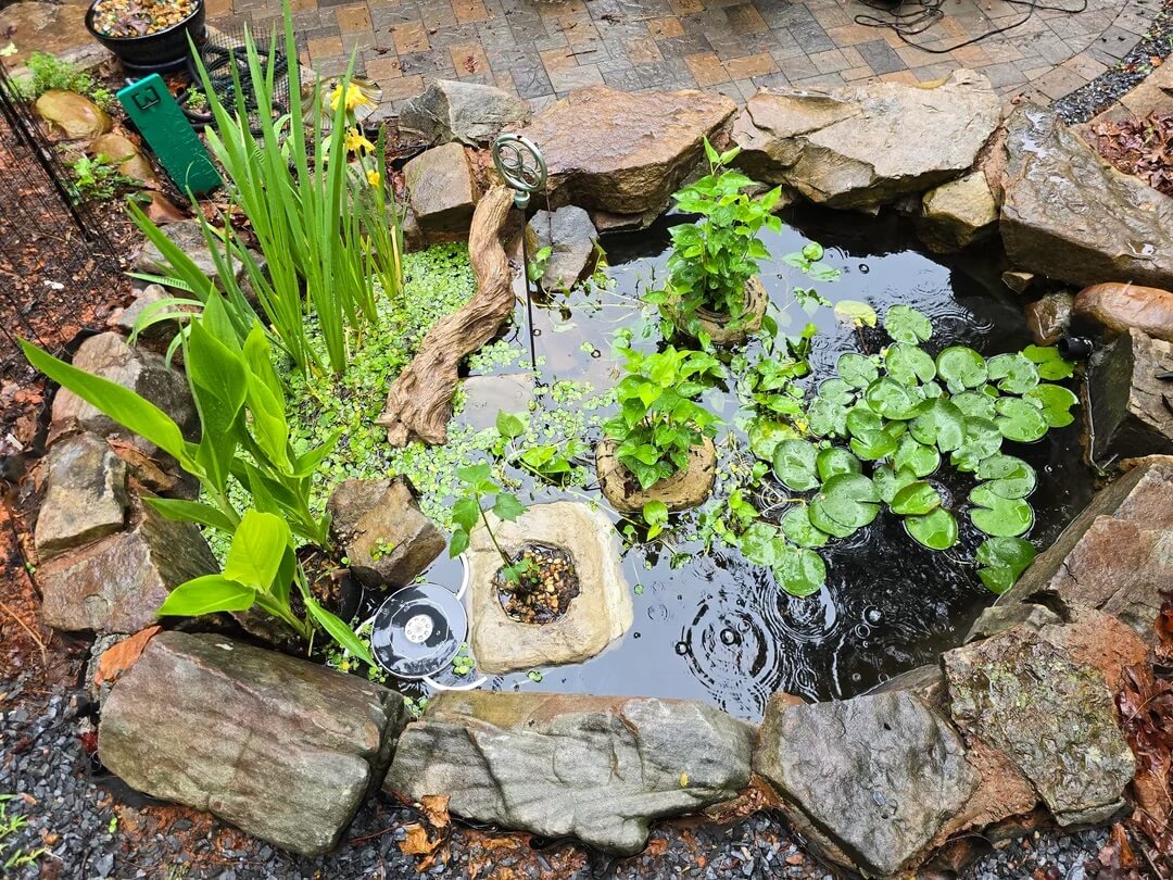 Homeowner captures adorable images of creatures enjoying backyard pond ...