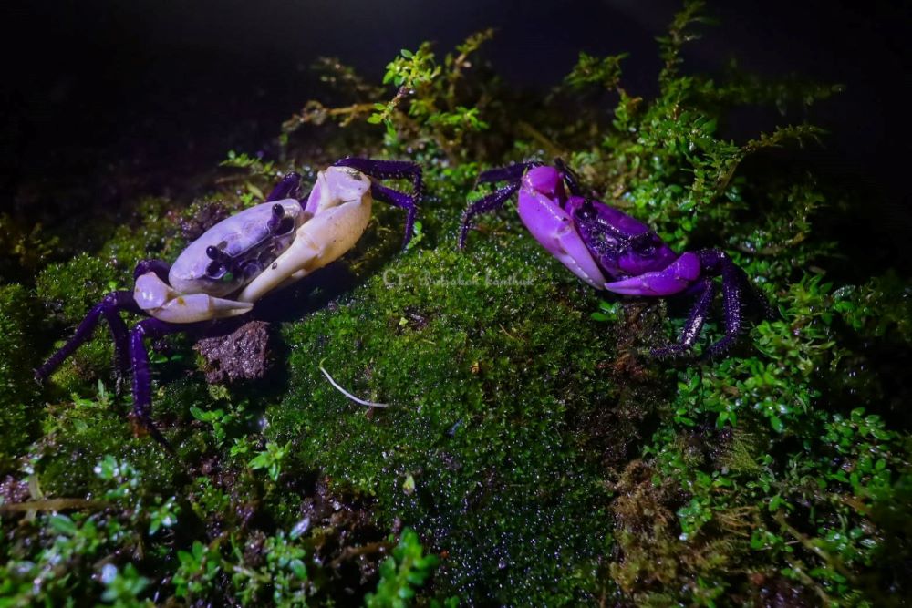 Experts discover rare, 'alien-looking' purple crab in national park: 'A ...