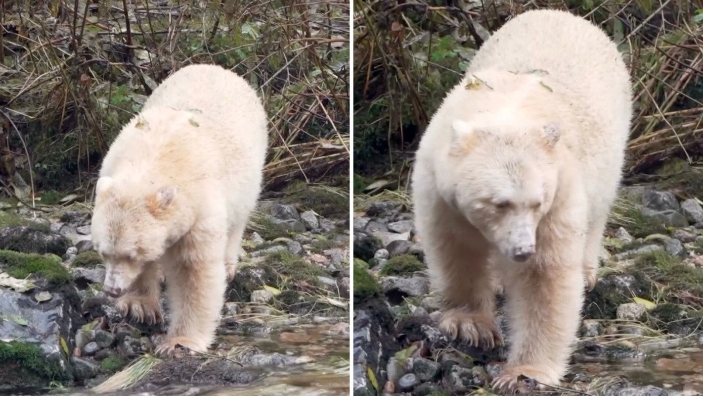 Expert captures incredible video of 'spirit bear' in wild: 'One of the ...
