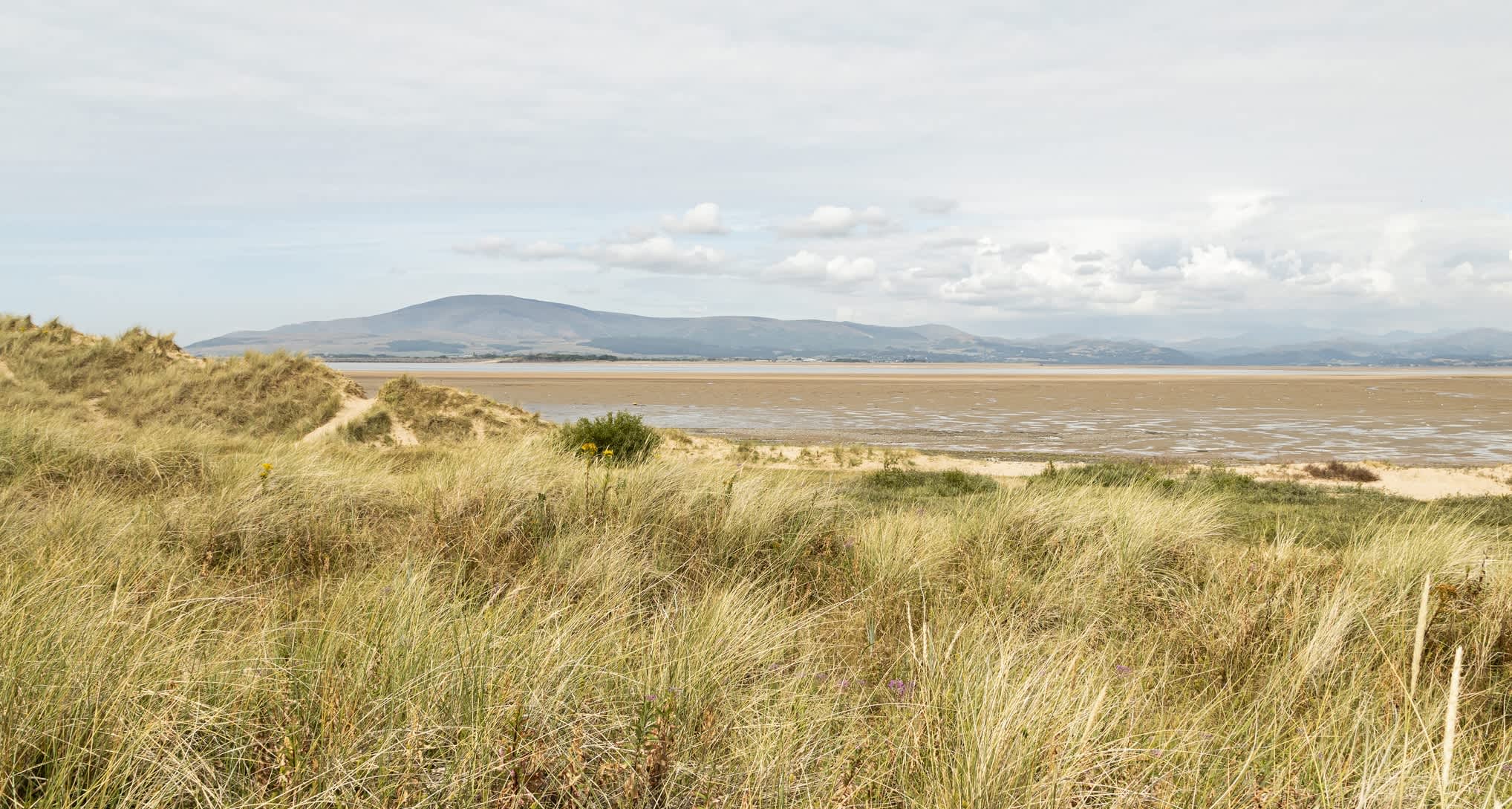 Experts issue warning amid concerning surge in animal deaths in local ...