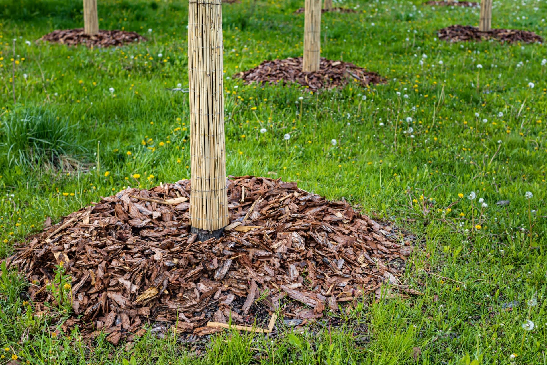 Concerned resident shares photo after spotting harmful landscaping ...