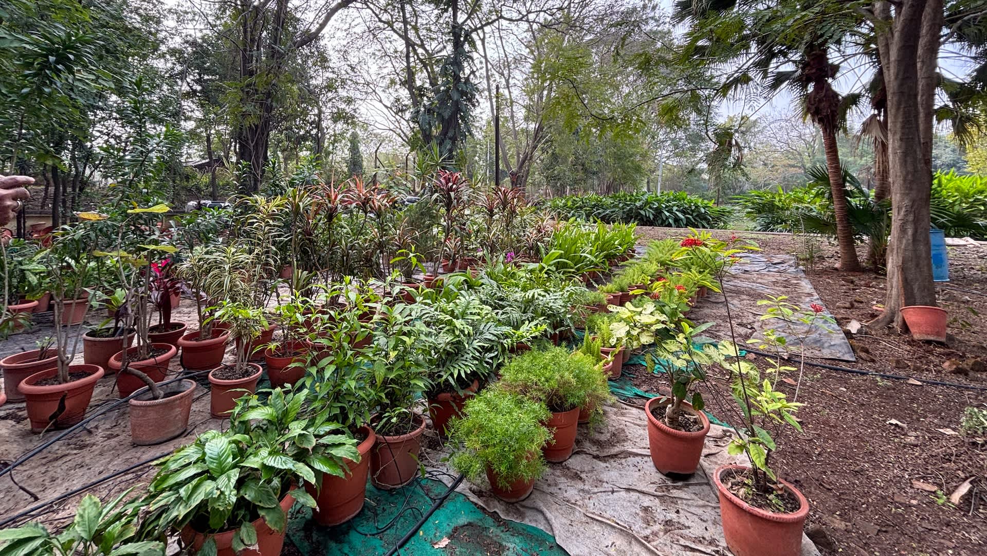 Experts issue warning against harmful plant that's still for sale at ...